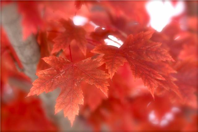 Fall Zen - Acupuncture Clinic of Boulder
